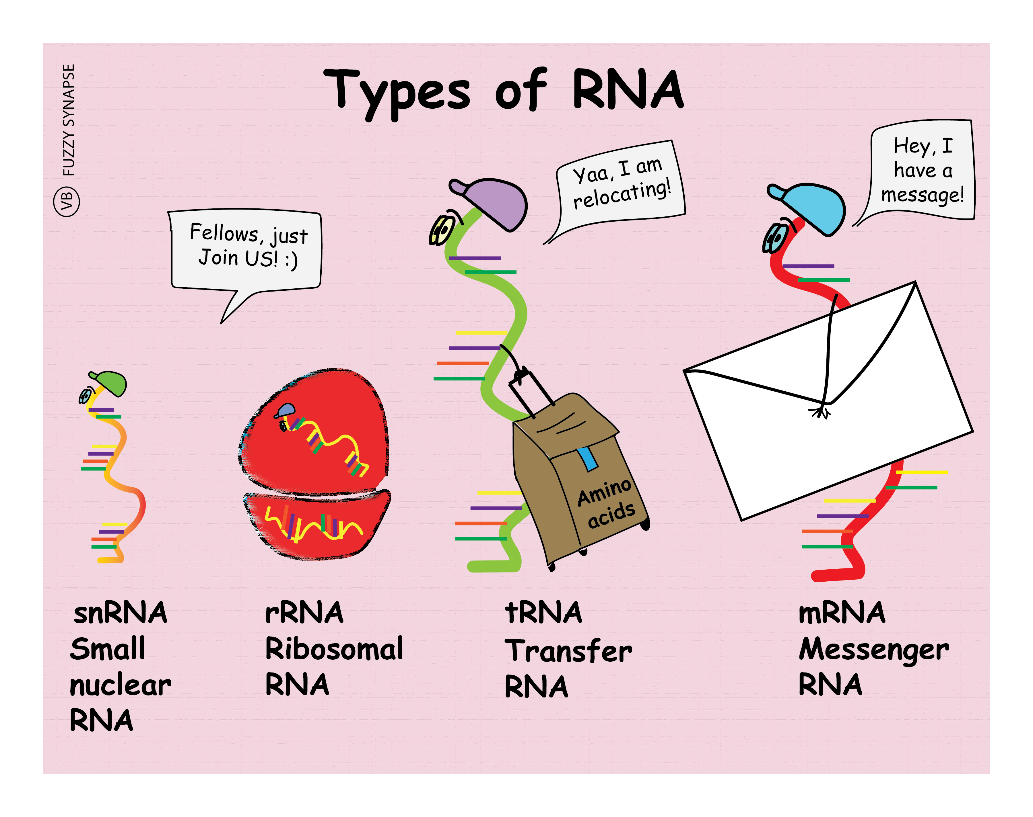 Types Of RNA Fuzzy Synapse Types Of RNA Fuzzy Synapse